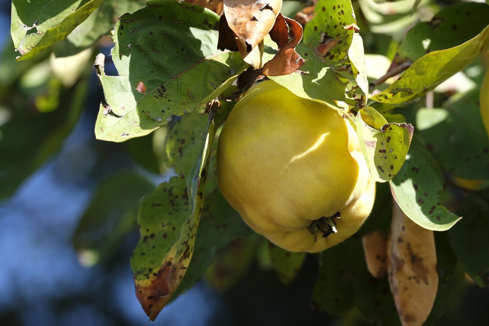 Blattbräune der Quitte (Entomosporium mespili) | Gartenberatung im ...