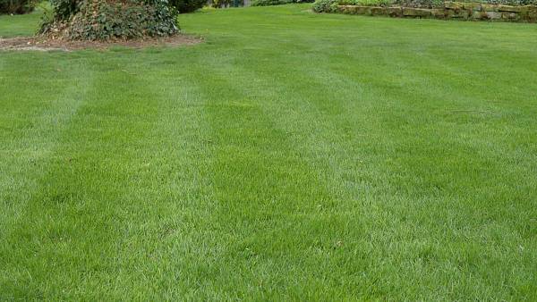 Rasenaussaat | Gartenberatung im Verband Wohneigentum e. V.