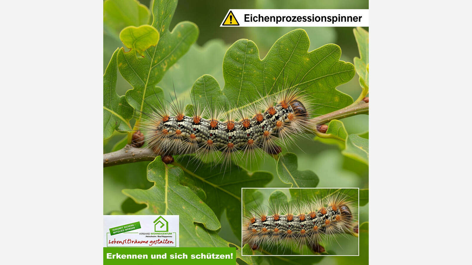 Achtung vor dem Eichenprozessionsspinner! | Verband Wohneigentum e. V.